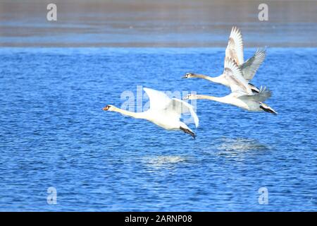 Swans fly on the frozen lake at dawn in Chengshan Swan Lake Nature ...