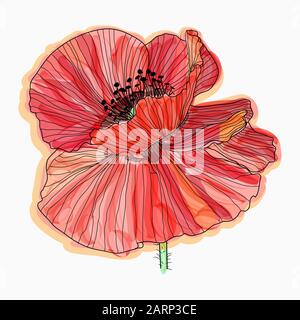 Ink, pencil, watercolor poppy flower sketch. Hand drawn nature painting ...
