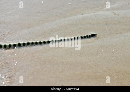 Yellow-bellied sea snake (Hydrophis platurus) in the ocean, Guanacaste ...