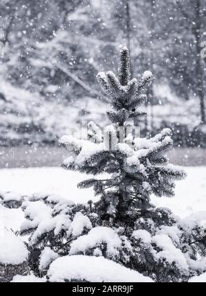 large snow-covered spruce tree in snowy city park on cold sunny winter ...