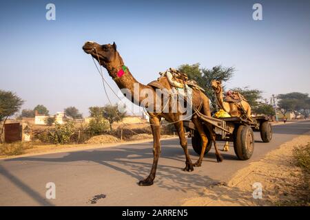 Camel Cart on road, Rajasthan, India Stock Photo - Alamy