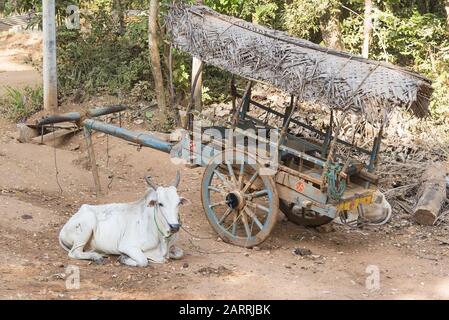 Bullock, bull ox cart used to transport harvested goods including this ...