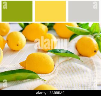 Color palette and different ripe citrus fruits, top view. Collage Stock ...