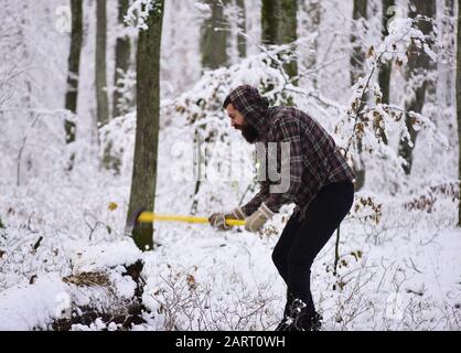 Man with warm gloves puts axe into tree stem in forest. Macho with ...