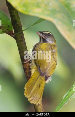 Buff-throated Saltator - Saltator maximus, large green and yellow ...
