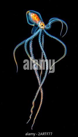 The paralarval stage of a night octopus, Callistoctopus aspilosomatis ...