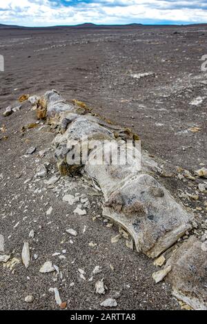 Uncovered Dinosaur bones fossilized beneath the sands in the Nazca ...