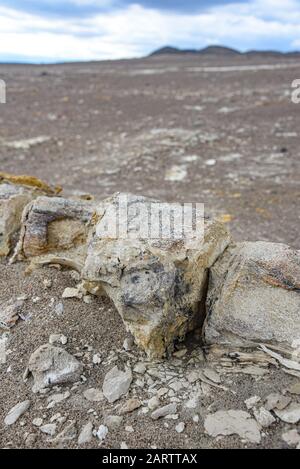 Uncovered Dinosaur bones fossilized beneath the sands in the Nazca ...
