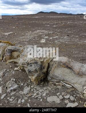 Uncovered Dinosaur bones fossilized beneath the sands in the Nazca ...