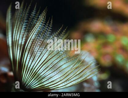 feather duster Worm from the Sabellidae family in home aquarium Stock ...
