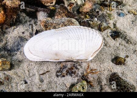 False Angelwing, Petricolaria pholadiformis, Gloucester, Massachusetts ...
