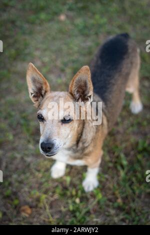 Nice little corgi dog on gray paving stones outdoors on summer looking ...