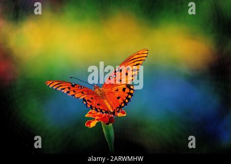 Butterfly in garden during spring season Stock Photo - Alamy