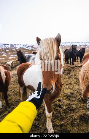 Cute young foal touching mare with head in a pasture green meadow Stock ...