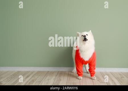 Cute Samoyed dog in sweater lying on floor against color wall Stock ...