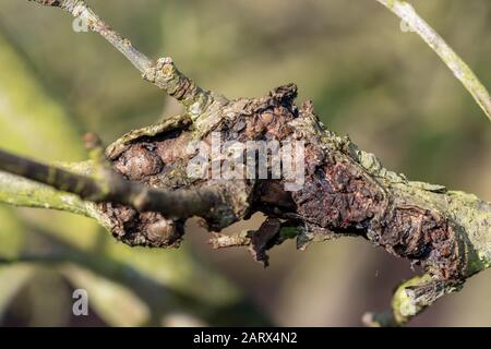 Apple canker Neonectria ditissima infection on branch showing dead ...
