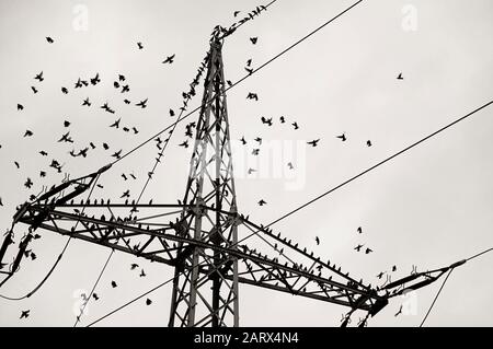 Zoom migratory birds start flying top utility pylon negative by ...