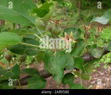 Young fruit apples after blossom in garden. Young apple buds primordium ...