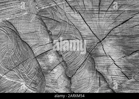 Splits, cracks and fissures in sawn end of tree cross section. Metaphor ...
