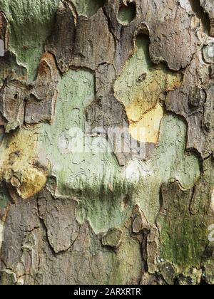 Mottled bark of London Plane tree, Platanus × acerifolia Stock Photo ...