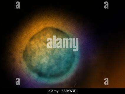 A Nipah virus particle budding from a cell used to grow viruses Stock ...