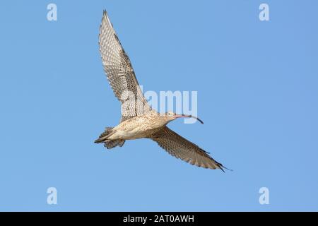 Far Eastern Curlew Stock Photo - Alamy