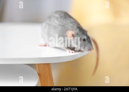 Cute Little Rat Pet Stock Photo - Alamy
