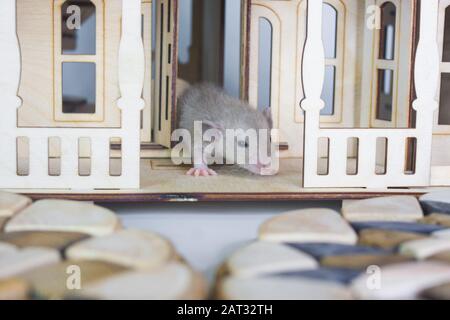 Little rats in a wooden house. symbol of 2020 year of the rat Stock ...