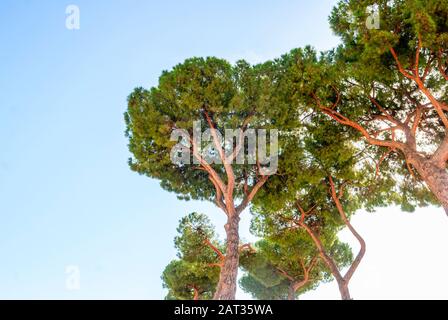 Stone pine trees, botanical name Pinus pinea, aka Italian stone pine ...