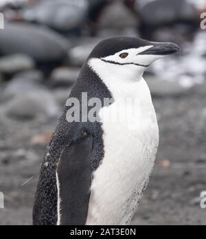 Chinstrap penguin on the snow in Antarctic Stock Photo - Alamy