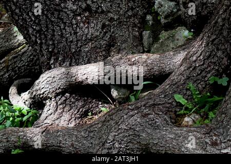 unusual big interwoven roots of the tree with foliage, detail of ...
