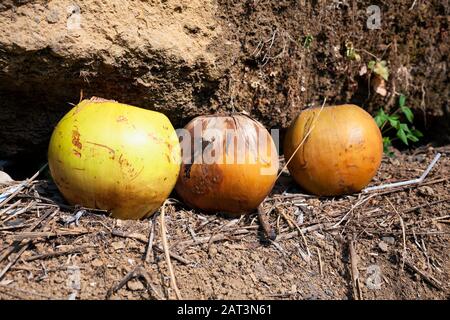 Rotten coconut. Wasted mouldy tropical food with fungus growth. Close ...
