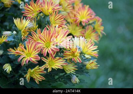 Yellow mums bed for background uses Stock Photo - Alamy