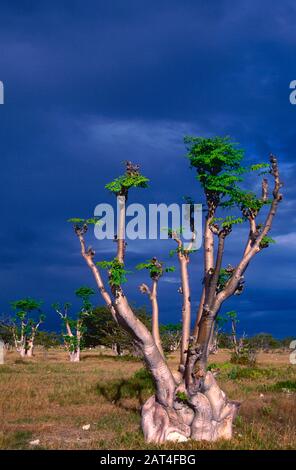 A Moringa tree or Fairy Tale Tree, Moringa Ovalifolia, in Northern ...