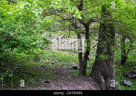 hiking path in golab darreh with beautiful old and young trees with ...