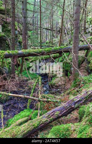 Fallen trees in old growth forest, Mount Rainier National Park ...