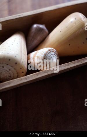 Shells of Madagascar in a wooden container Stock Photo - Alamy
