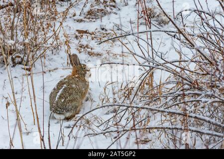 Cottontail Rabbit in the snow, winter near Flagstaff, Arizona, USA ...