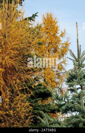 Larch branch with yellow and orange needles closeup macro photography ...