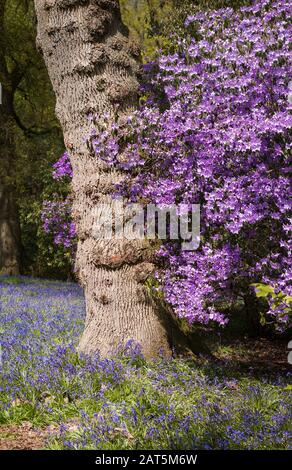 Purple rhododendron tree and bluebells at Bowood House Rhododendron ...