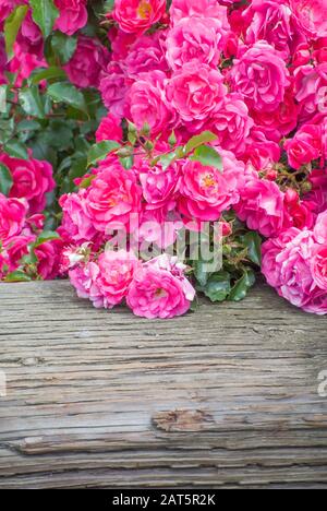 Red roses growing around a wooden doorway in Villalonga de Ter ...