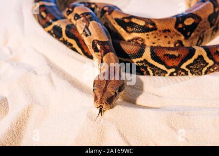 Selective focus of python with sticking out tongue on white background ...