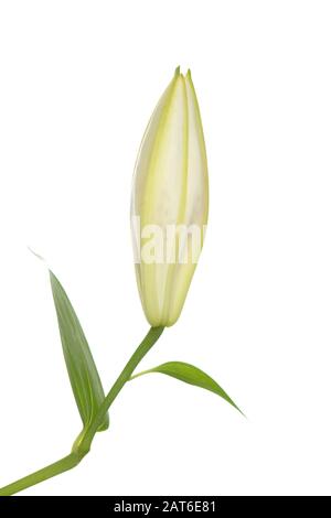 single white lily isolate on white background Stock Photo - Alamy