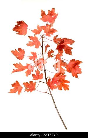 branch of sweet maple isolated on white Stock Photo - Alamy