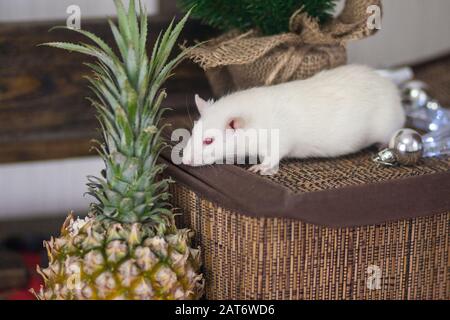 White rat with pineapple. Small pet and vitamins. gourmet Stock Photo ...