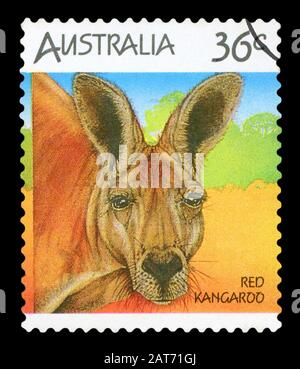 Postage stamp (Australia - Red kangaroo Stock Photo - Alamy