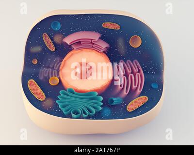 Anatomical structure of biological animal cell with organelles Stock ...