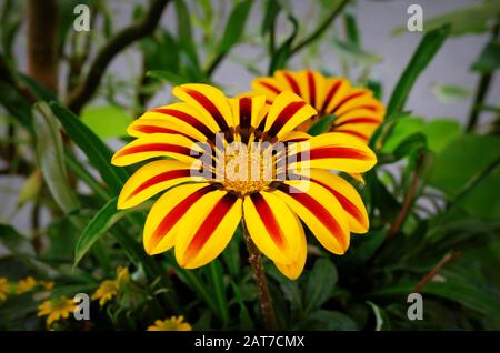 Yellow treasure flowers Gazania rigens Stock Photo - Alamy