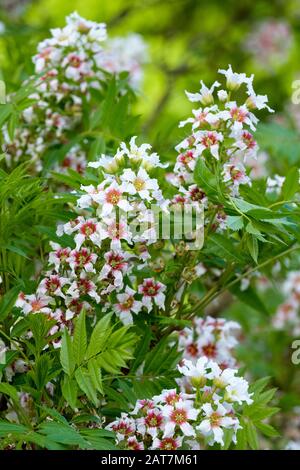 Yellowhorn Tree Flowers, Xanthoceras sorbifolium, Sapindaceae, North ...