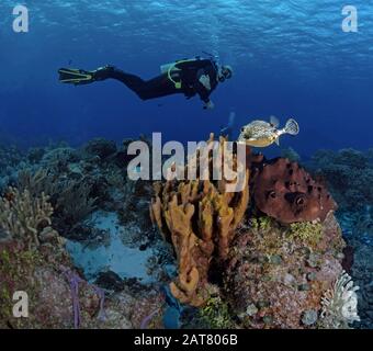 reef scene,sponge, sea fan Stock Photo - Alamy
